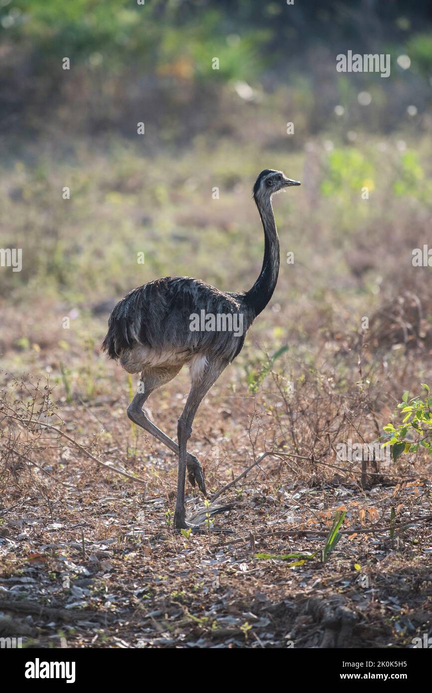 Greater Rhea, Rhea americana, Pantanal,Brazil Stock Photo - Alamy