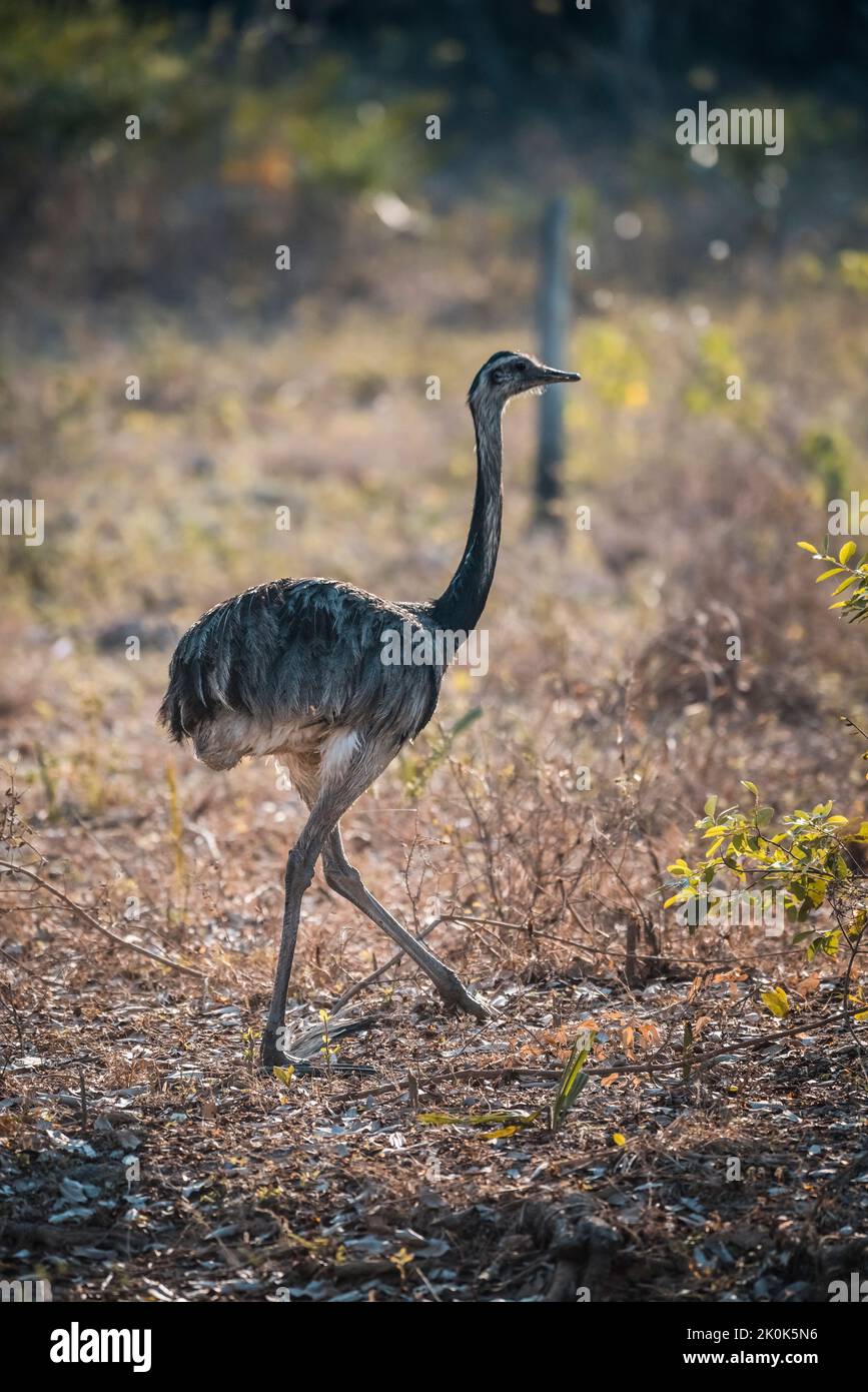 Greater Rhea, Rhea americana, Pantanal,Brazil Stock Photo - Alamy