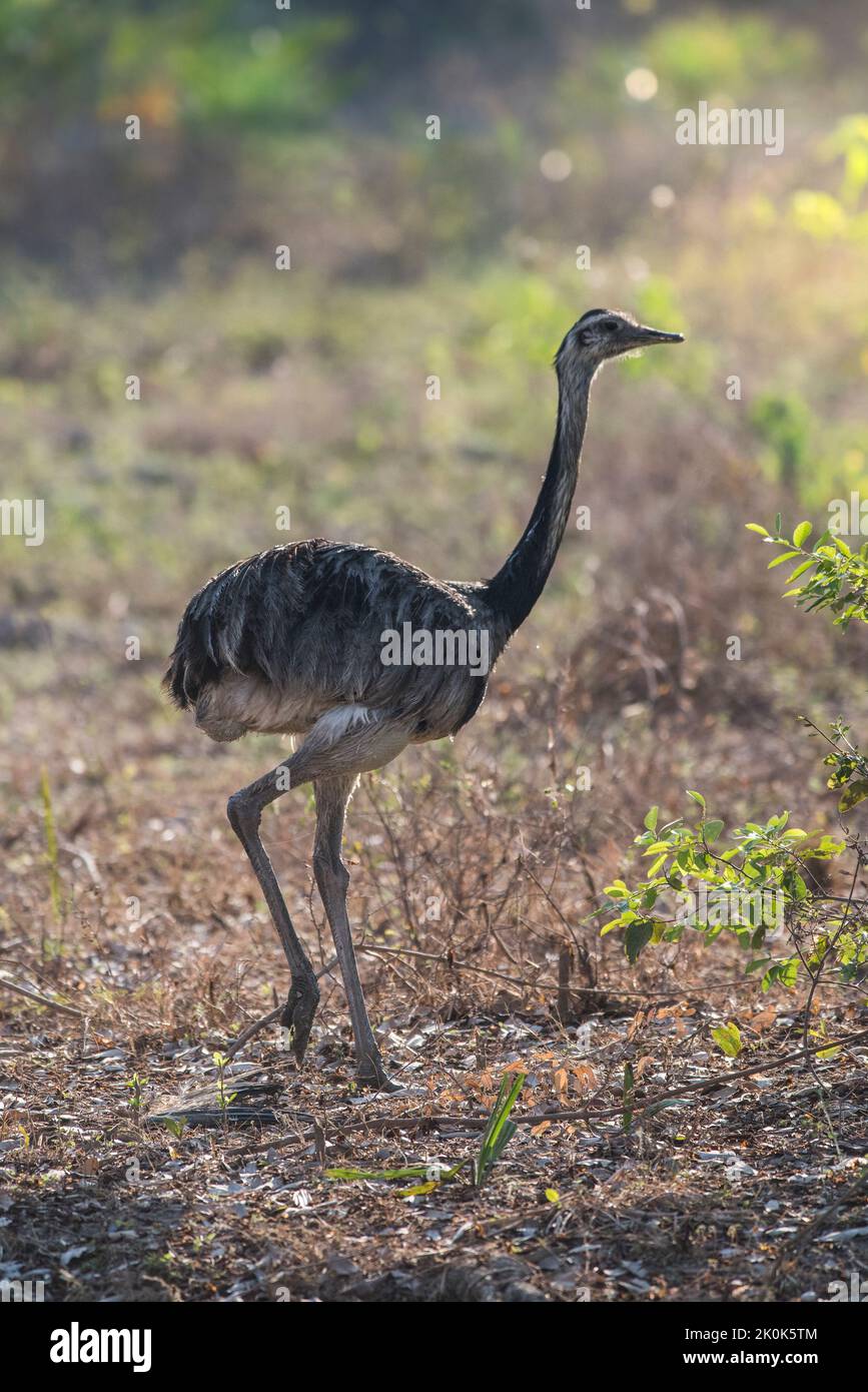 Greater Rhea, Rhea americana, Pantanal,Brazil Stock Photo - Alamy