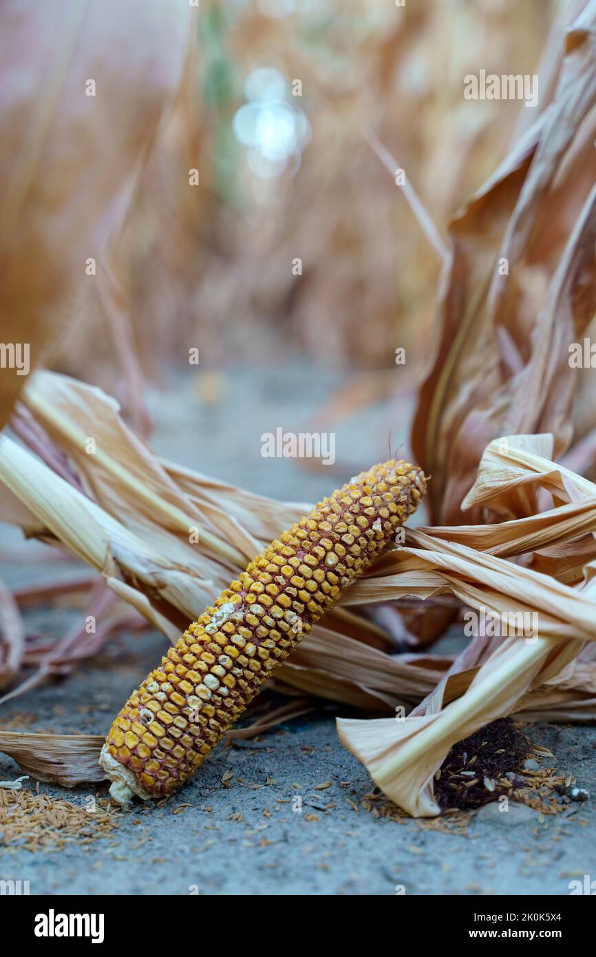 World food crisis concept. Corn crop failure in a farmer's field in ...