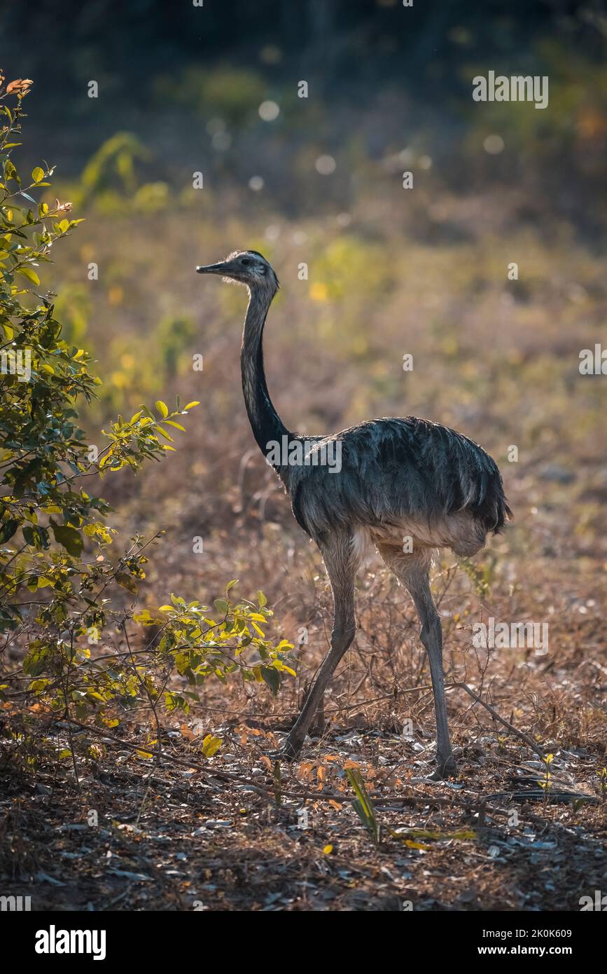 Greater Rhea, Rhea americana, Pantanal,Brazil Stock Photo - Alamy
