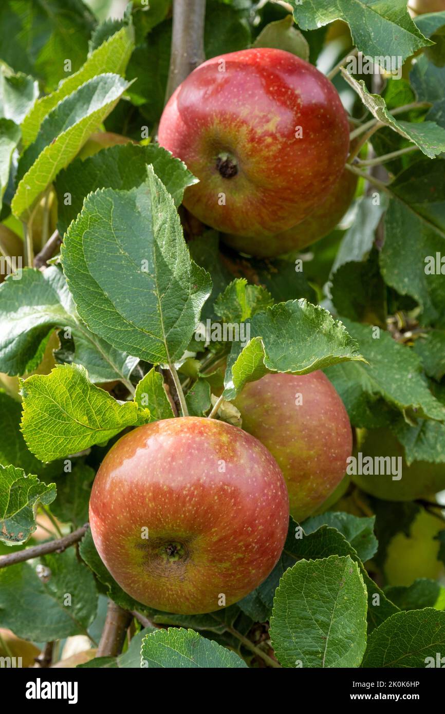 Apple belle de boskoop hi-res stock photography and images - Alamy