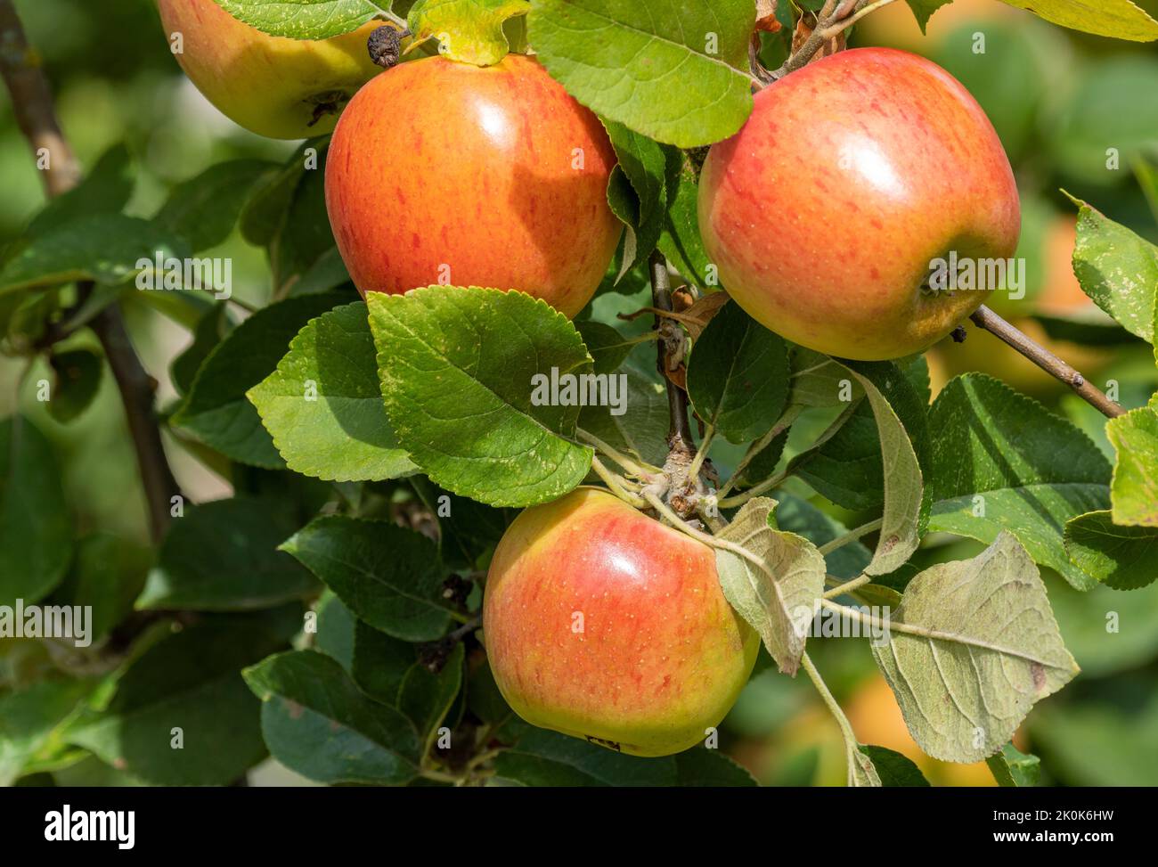 King of the Pippins - Apple Stock Photo - Alamy