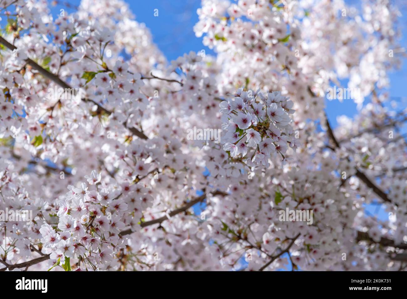 colorful flowers background in spring , background for post card Stock ...
