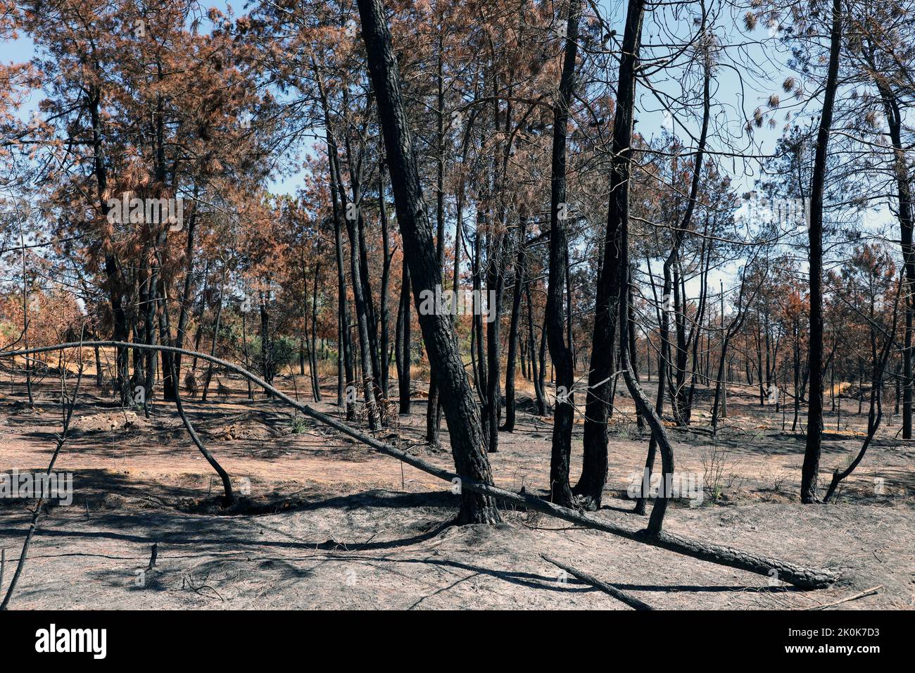 Trees and forest damaged by wild fires caused during a summer drought ...