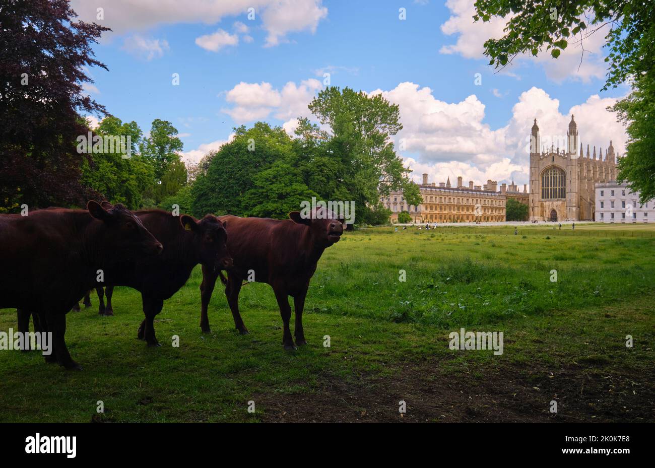 A view of King's chapel, Clare college on the left, the Gibb's building ...