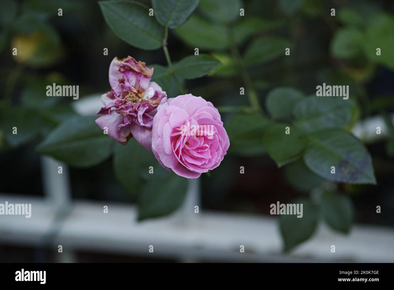 Withered pink rose in hi-res stock photography and images - Alamy