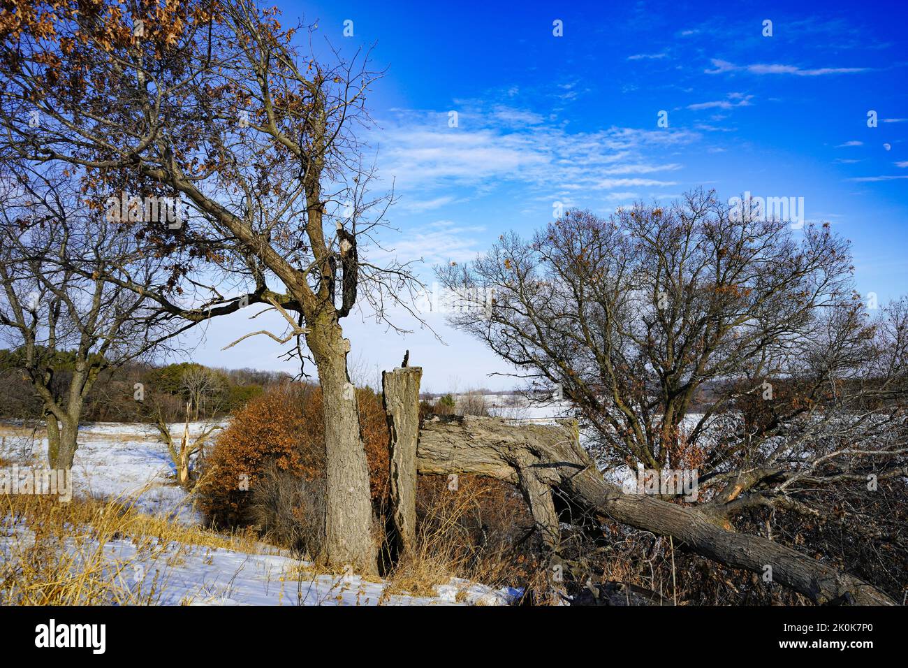 Tree split in half partially living partially dying winter Stock Photo ...