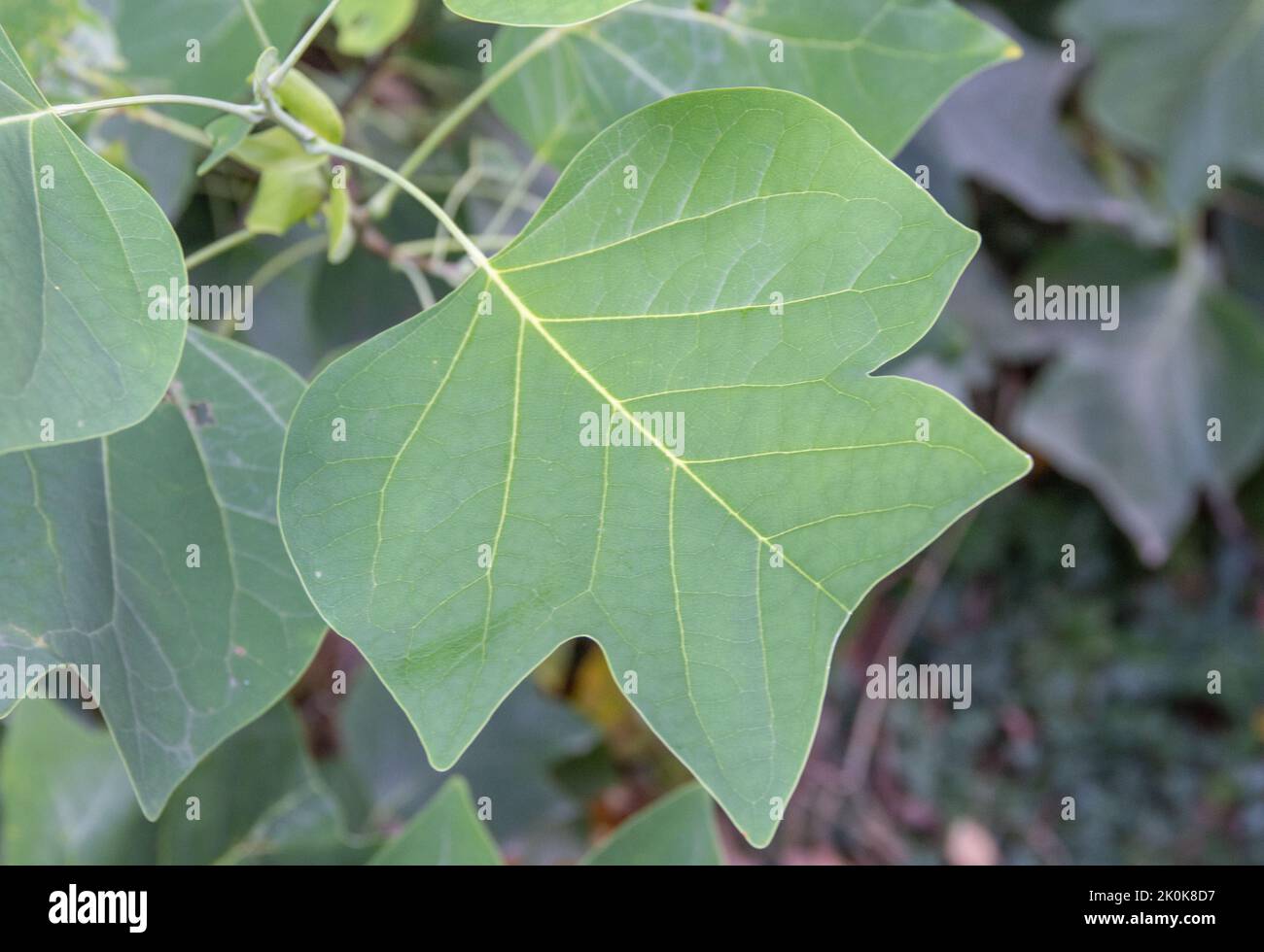 a beautiful leave in the forest Stock Photo - Alamy