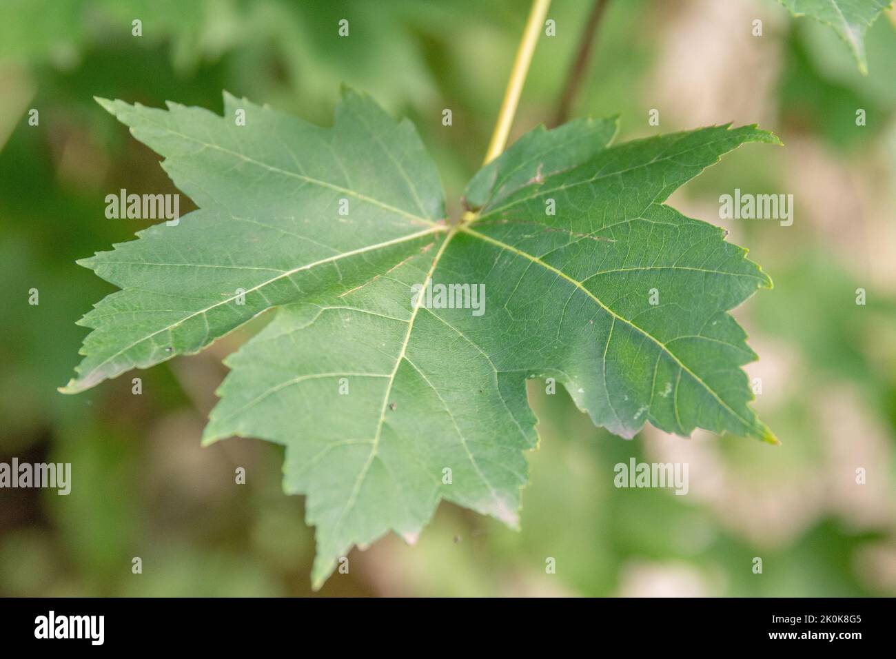 a beautiful leave in the forest Stock Photo - Alamy
