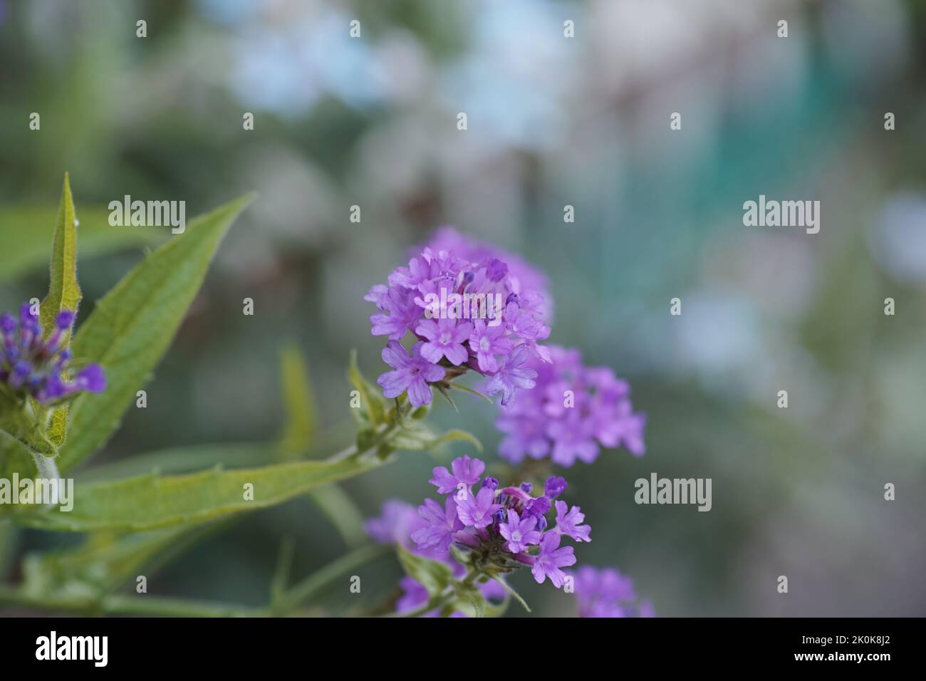 Slender petals hi-res stock photography and images - Alamy