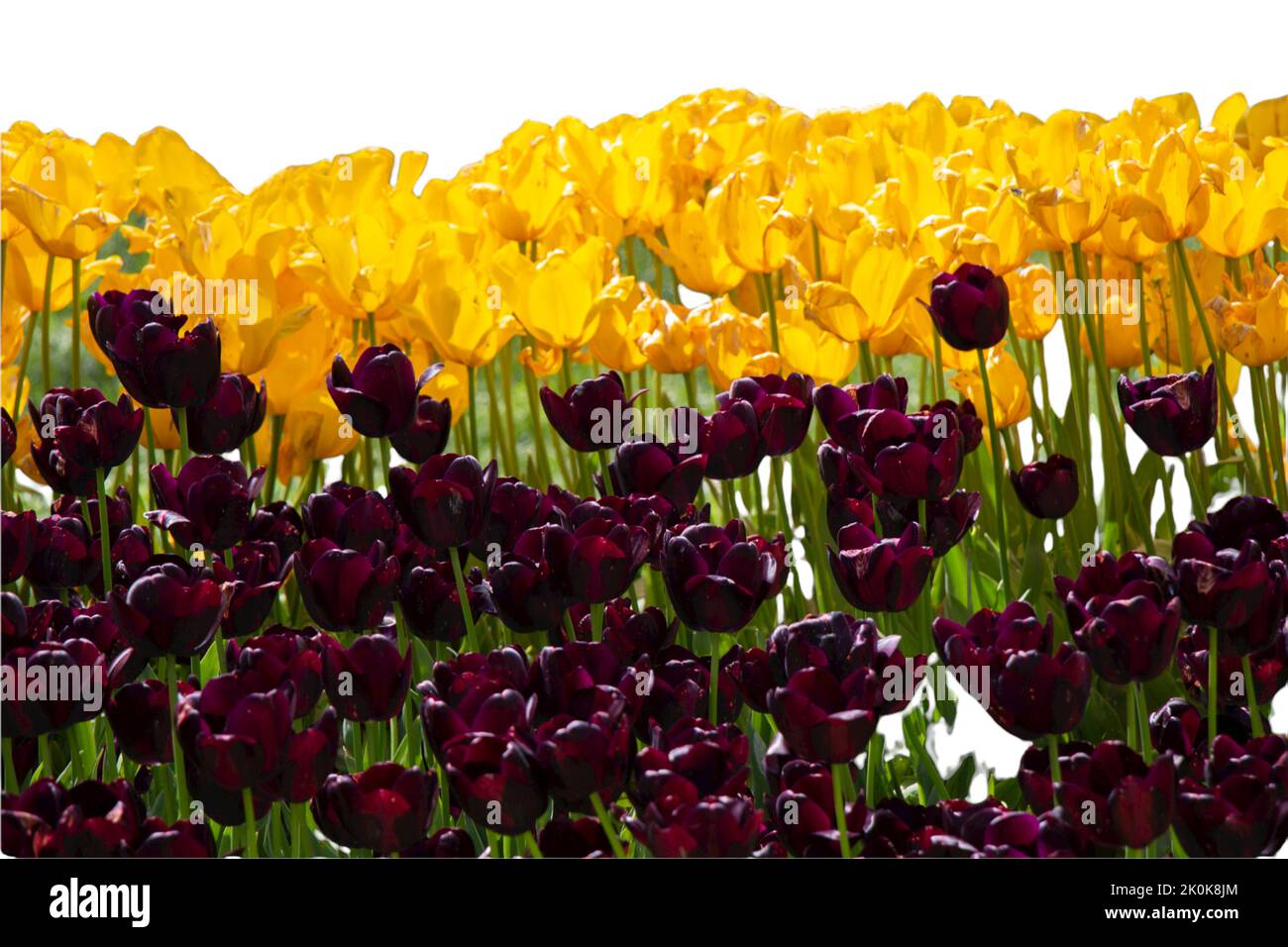 Spring flowers tulips isolated on white background. floral collection ...