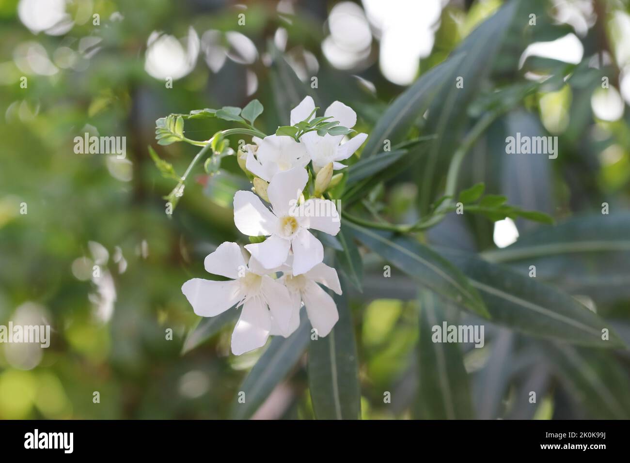 Close-up photo of White Oleander flowers in bloom close-up , Pali ...