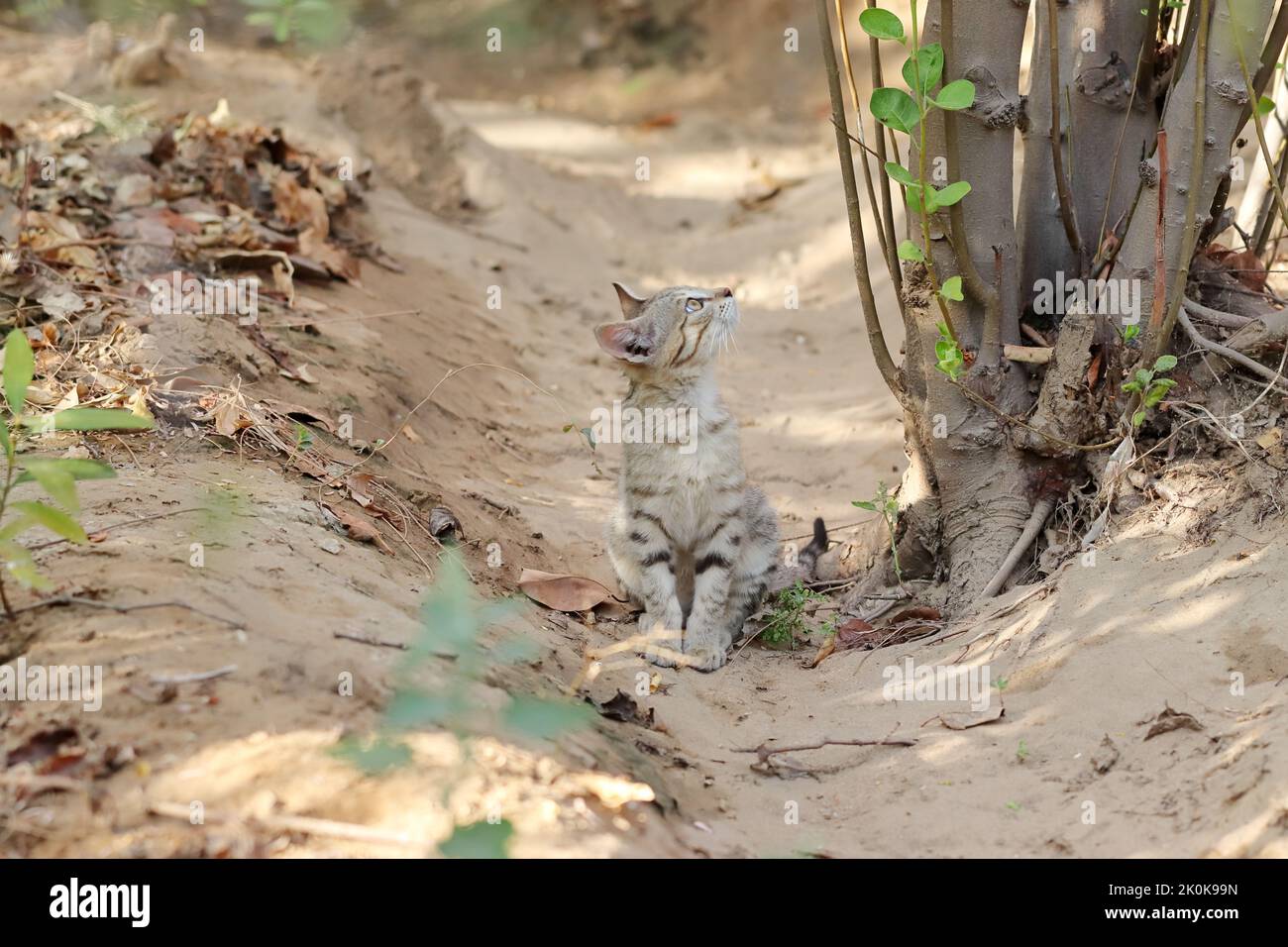 Close-up photo of tabby cat baby looking on tree and sitting in garden ...