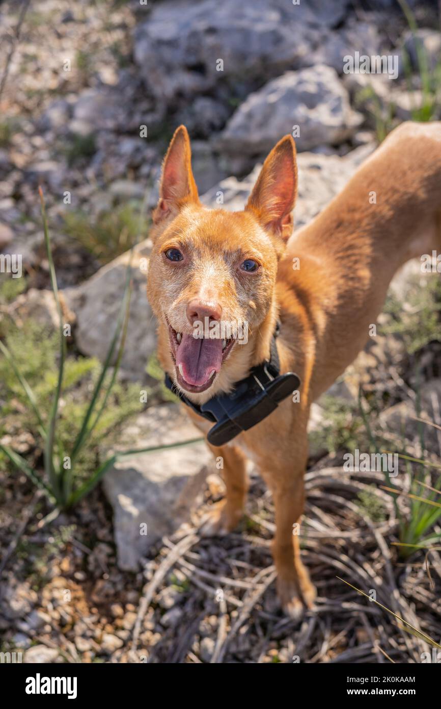 Golden Miniature Pinscher dog with black collar standing rocky ground ...