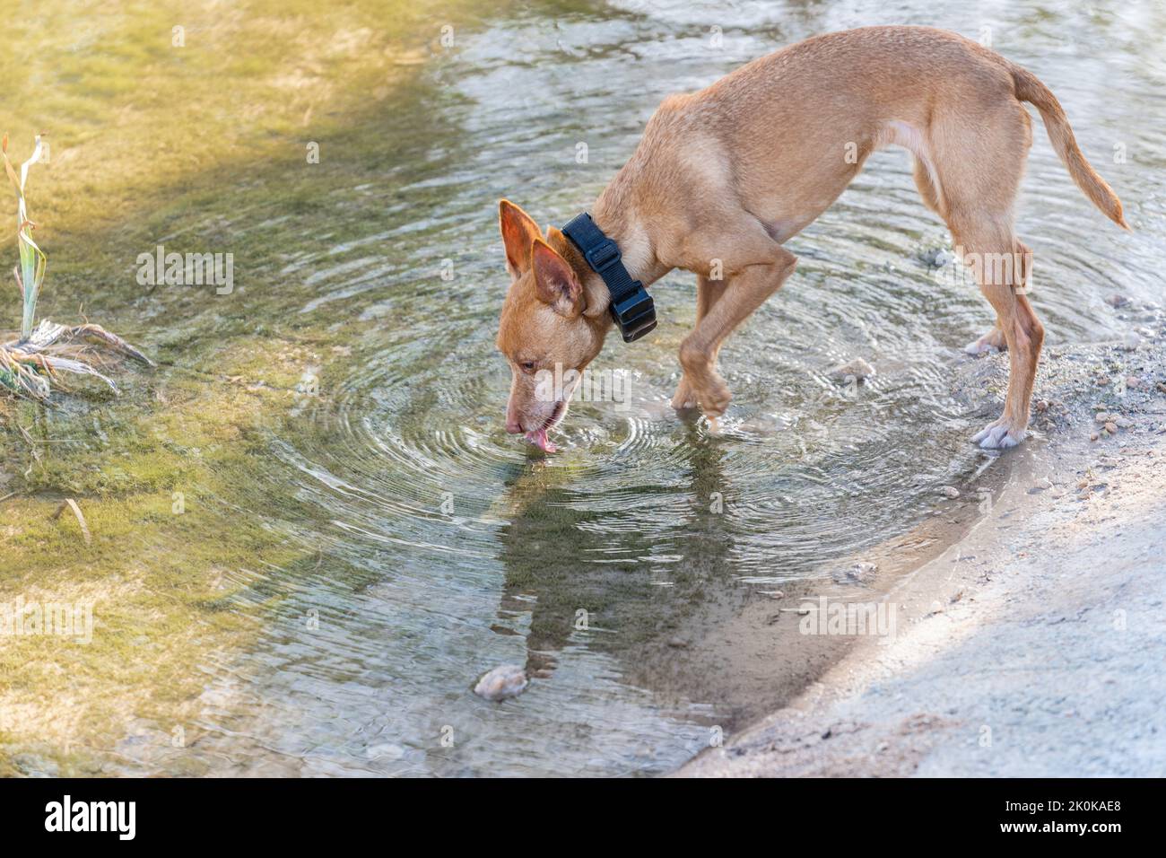 Side view from above of Miniature Pinscher with black collar drinking ...