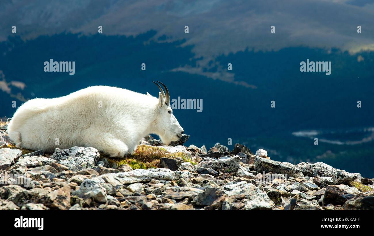 A mountain goat laying down at the summit of Quandary Peak Stock Photo ...