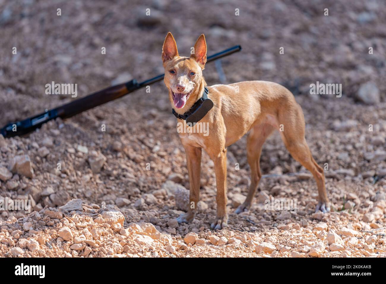 Golden Miniature Pinscher dog with black collar standing rocky ground ...