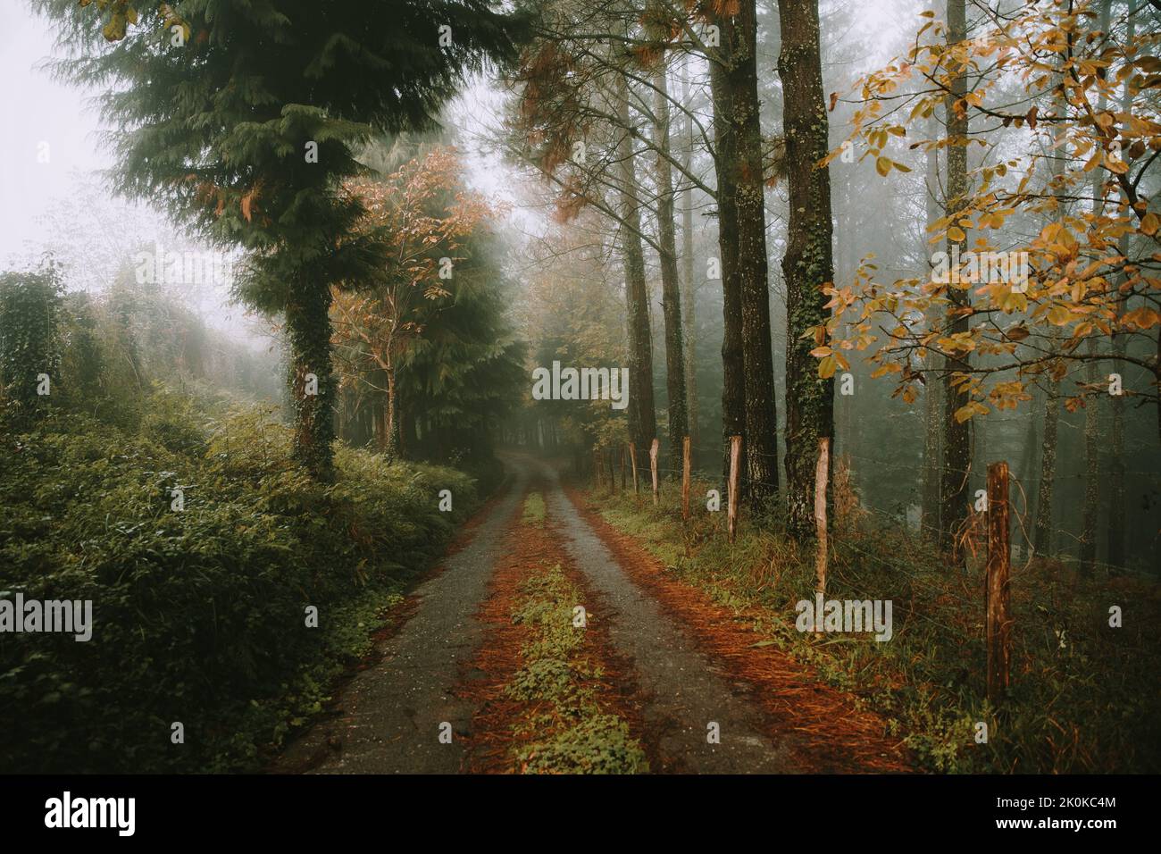 Landscape Photography Of Autumn Trees With Fog In Spanish Forest Stock ...