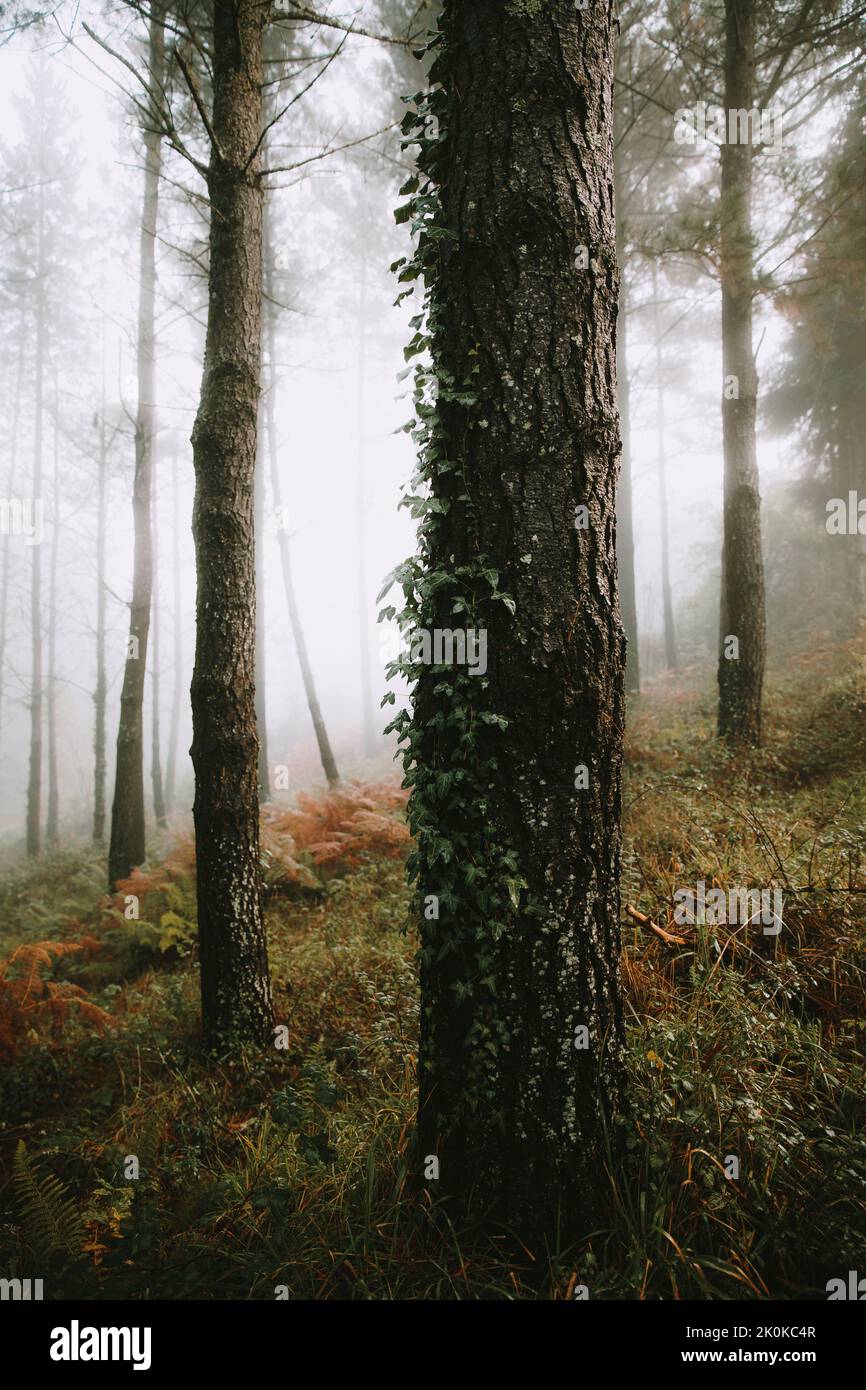 Landscape Photography Of Autumn Trees With Fog In Spanish Forest Stock ...