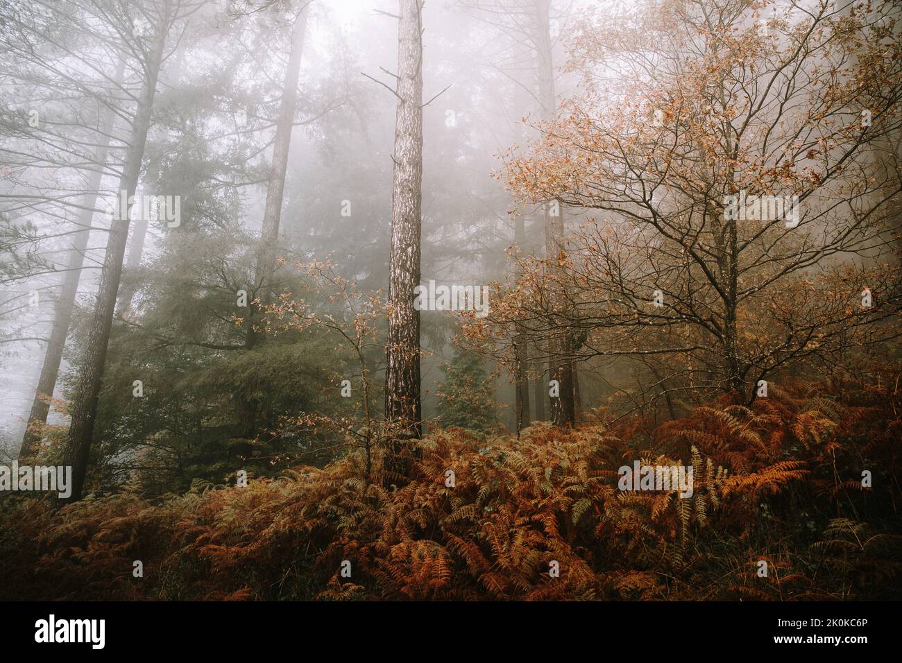 Landscape Photography Of Autumn Trees With Fog In Spanish Forest Stock ...