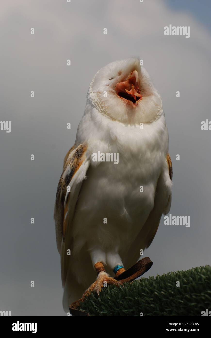 Owl eating chicken hi-res stock photography and images - Alamy