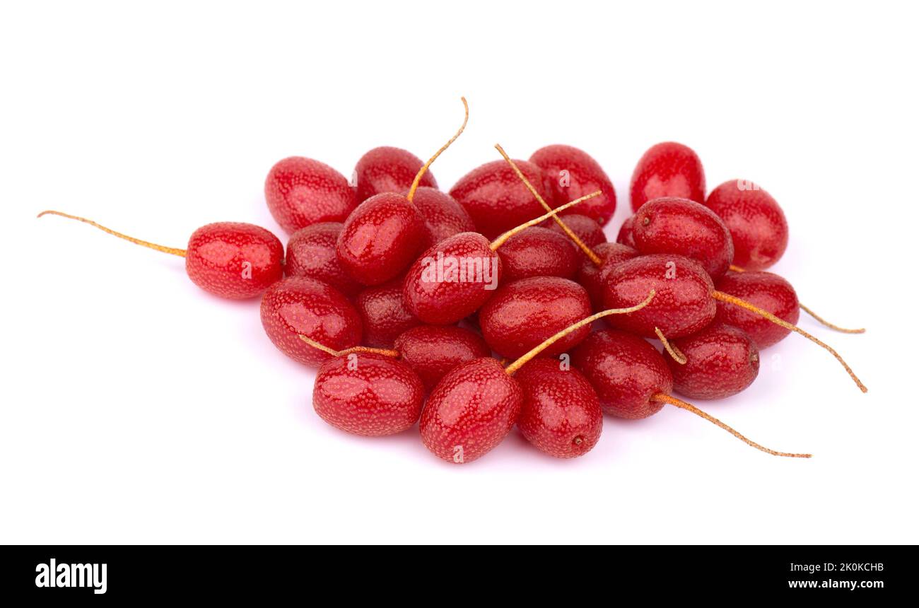 Elaeagnus multiflora isolated on white background. Cherry elaeagnus ...