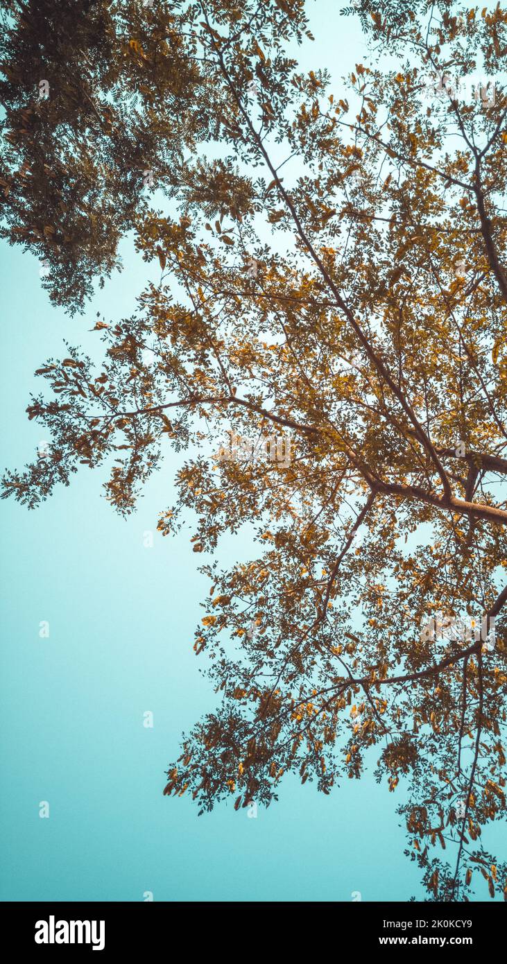 A vertical of a tree with a blue sky background Stock Photo - Alamy