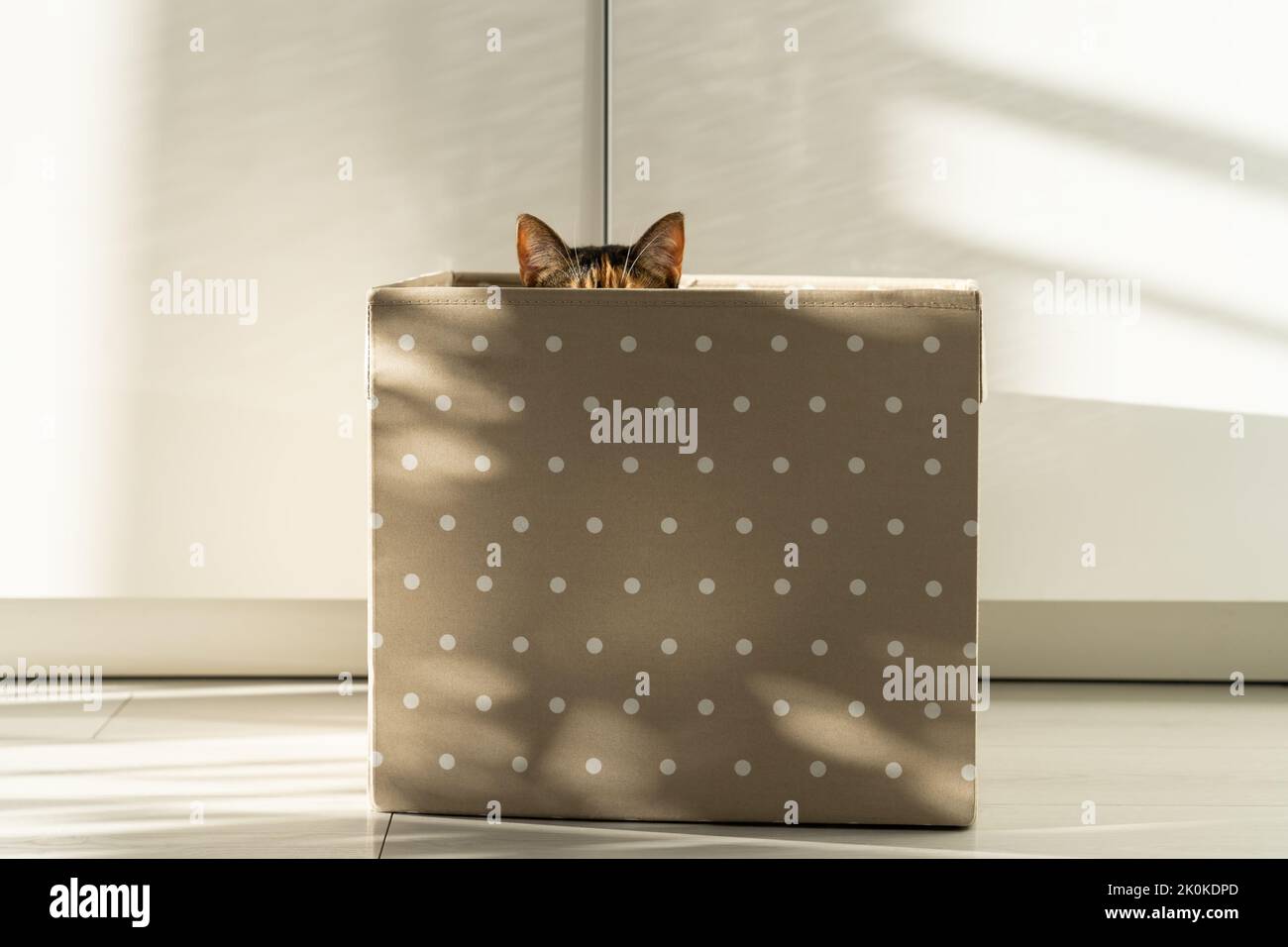 Cat in box cartoon hi-res stock photography and images - Alamy