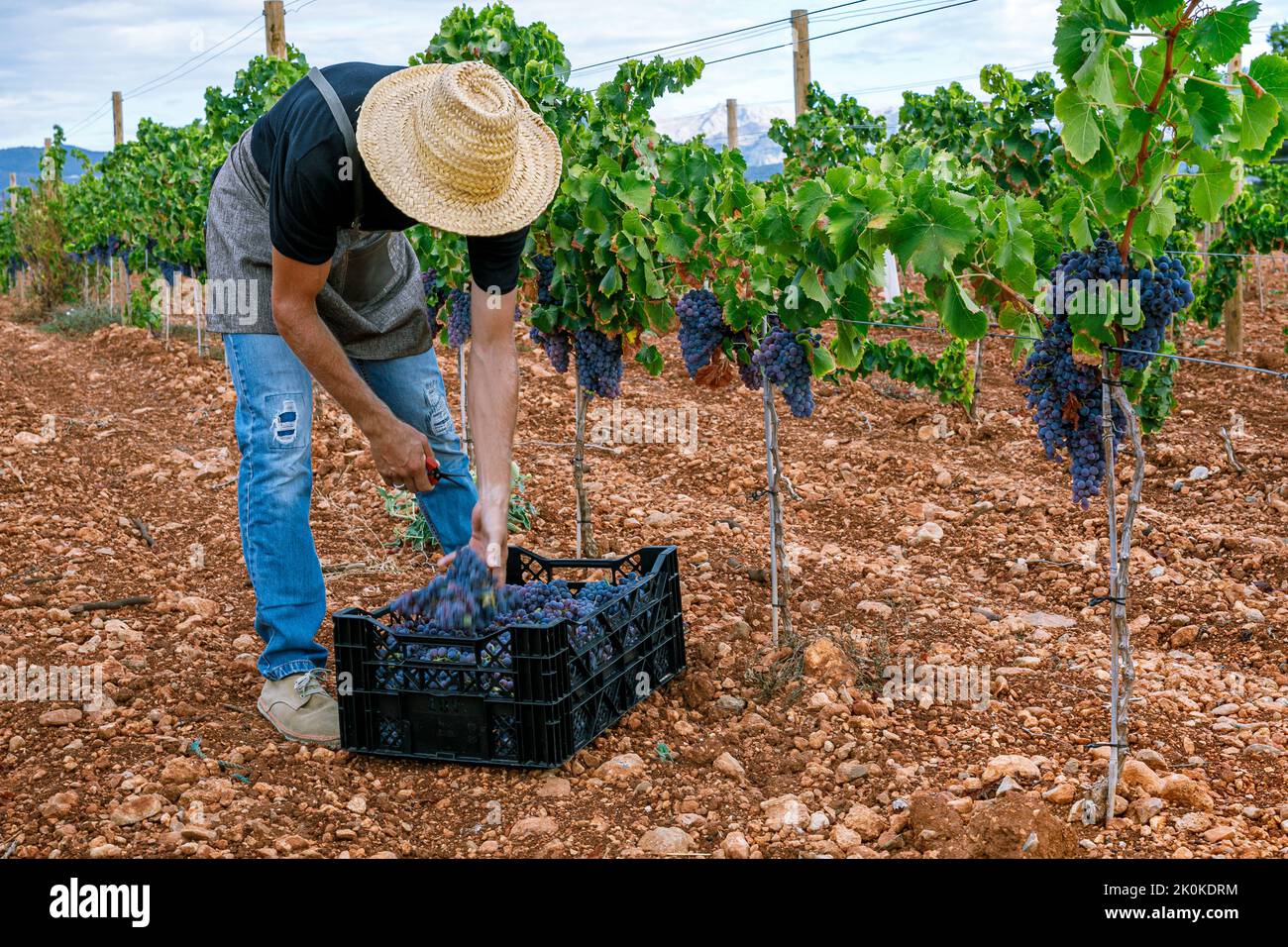 Full body unrecognizable man harvesting ripe grapes from vine while ...