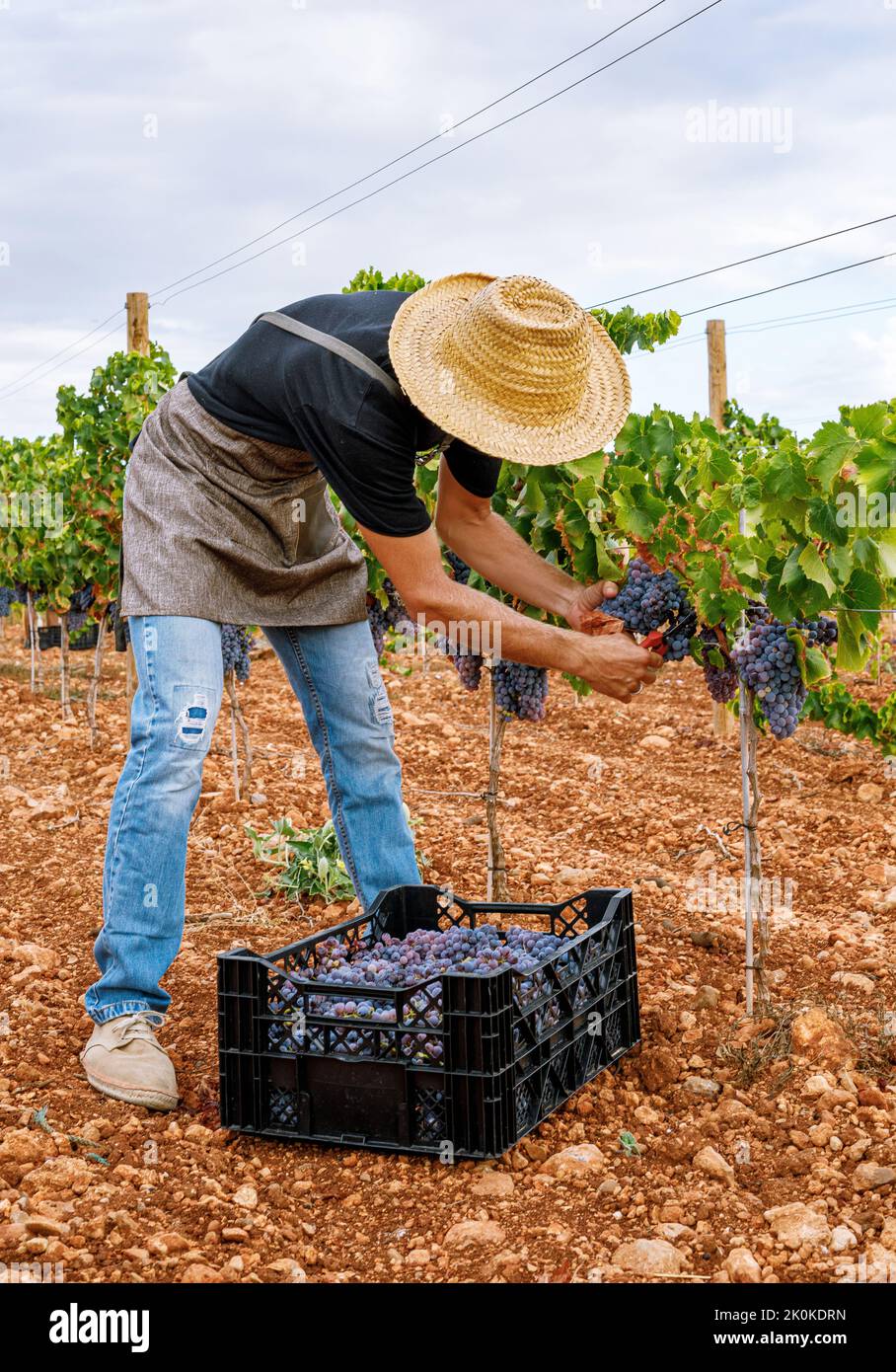 Full body unrecognizable man harvesting ripe grapes from vine while ...