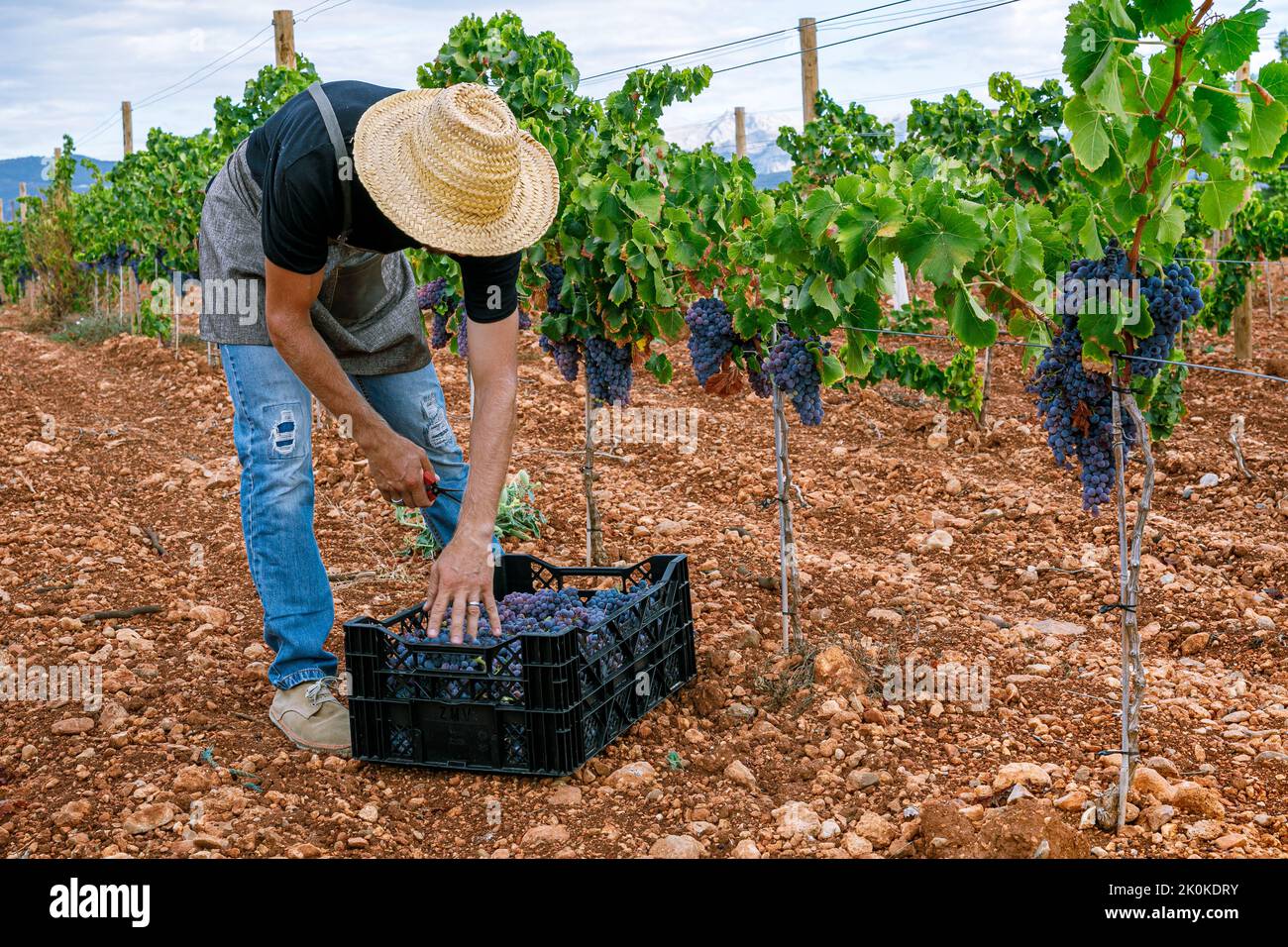 Full body unrecognizable man harvesting ripe grapes from vine while ...