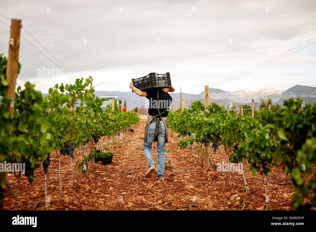 Back view of adult man carrying plastic container with ripe grapes on ...