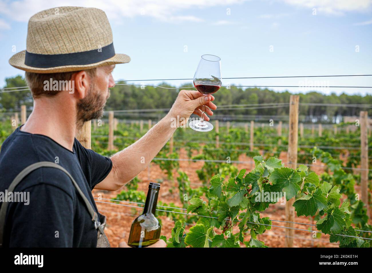 Adult man harvesting ripe grapes from vine on cloudy day on farm ...