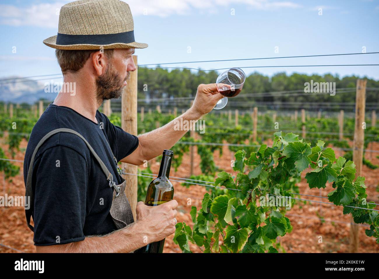 Adult man harvesting ripe grapes from vine on cloudy day on farm ...