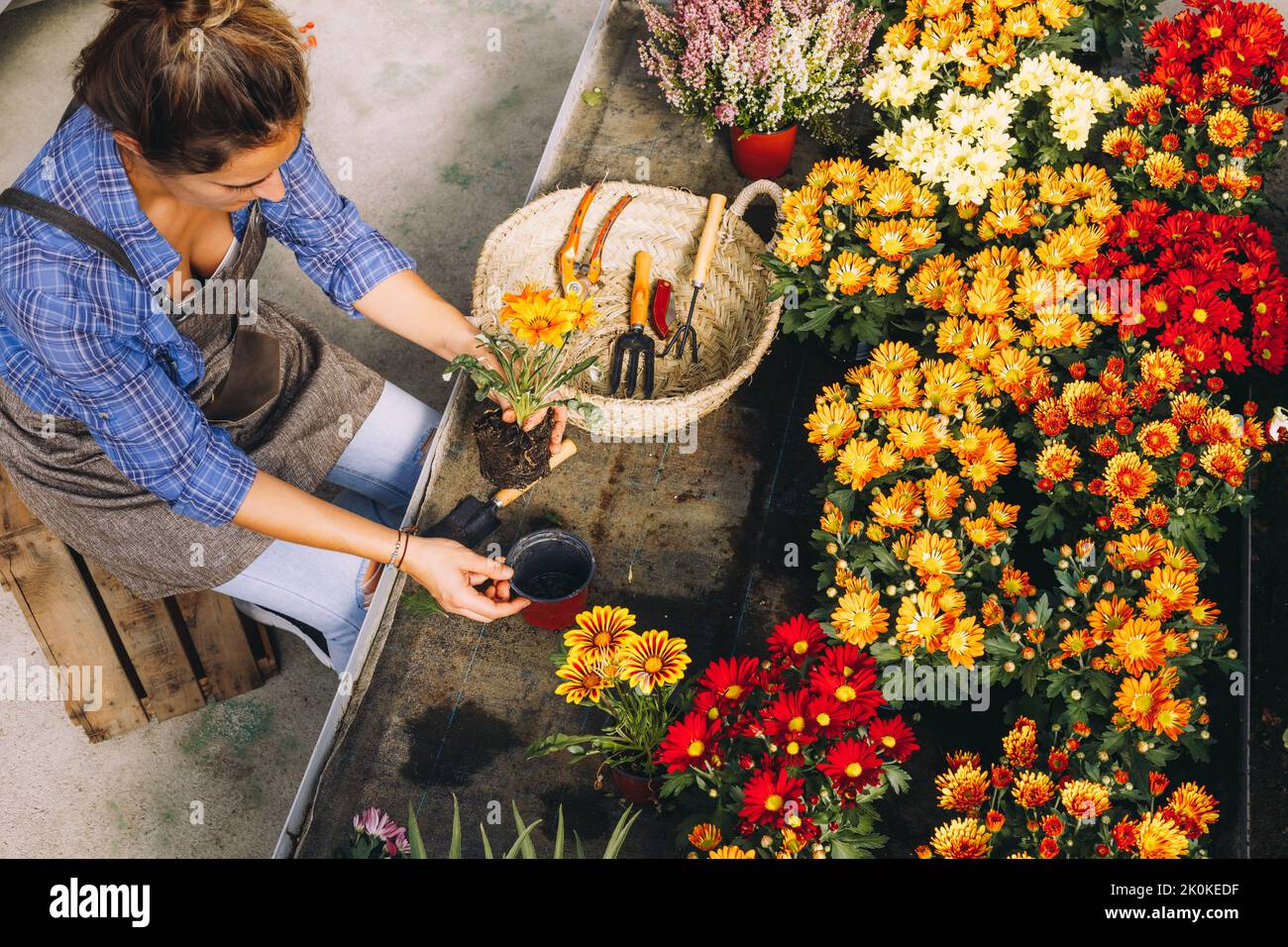 Side view of female gardener in work wear sitting in glasshouse and ...