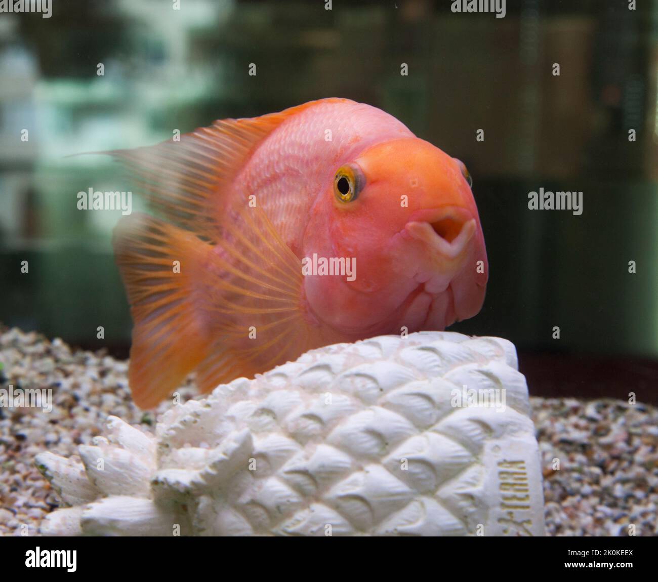 BLOOD PARROT CICHLID in aquarium Stock Photo - Alamy