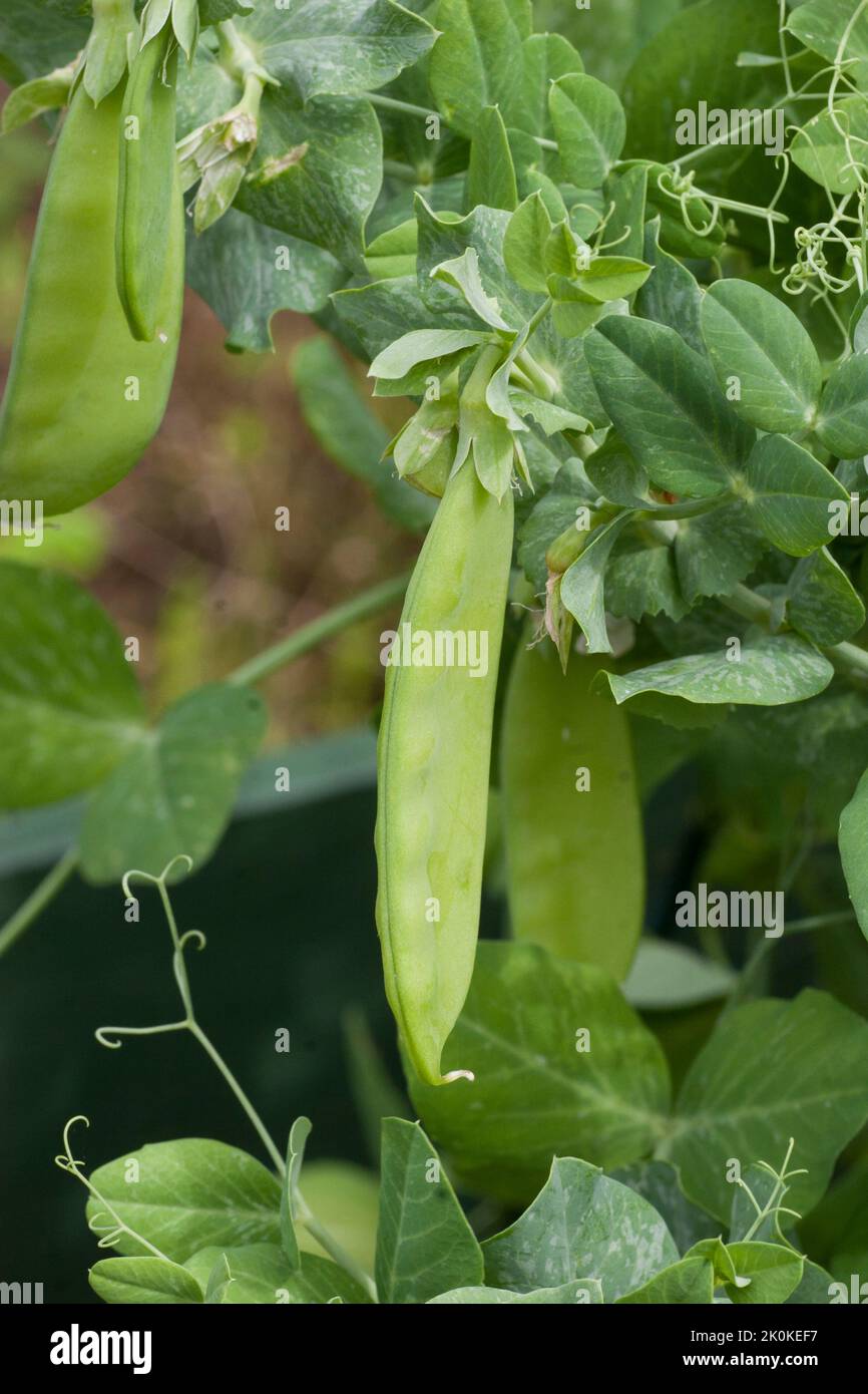 PEA POD on plant Stock Photo - Alamy