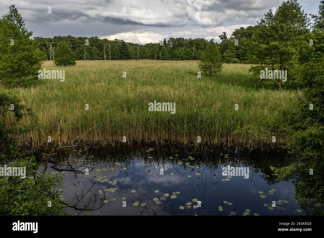 Marsh area, observation towers for nature observation and network of ...