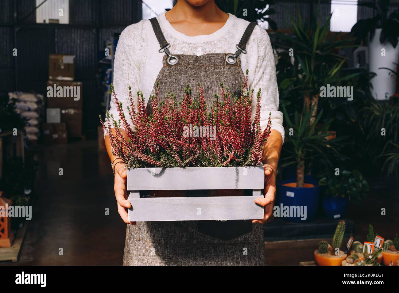 Crop female owner of greenhouse in white blouse and grey apron holding ...