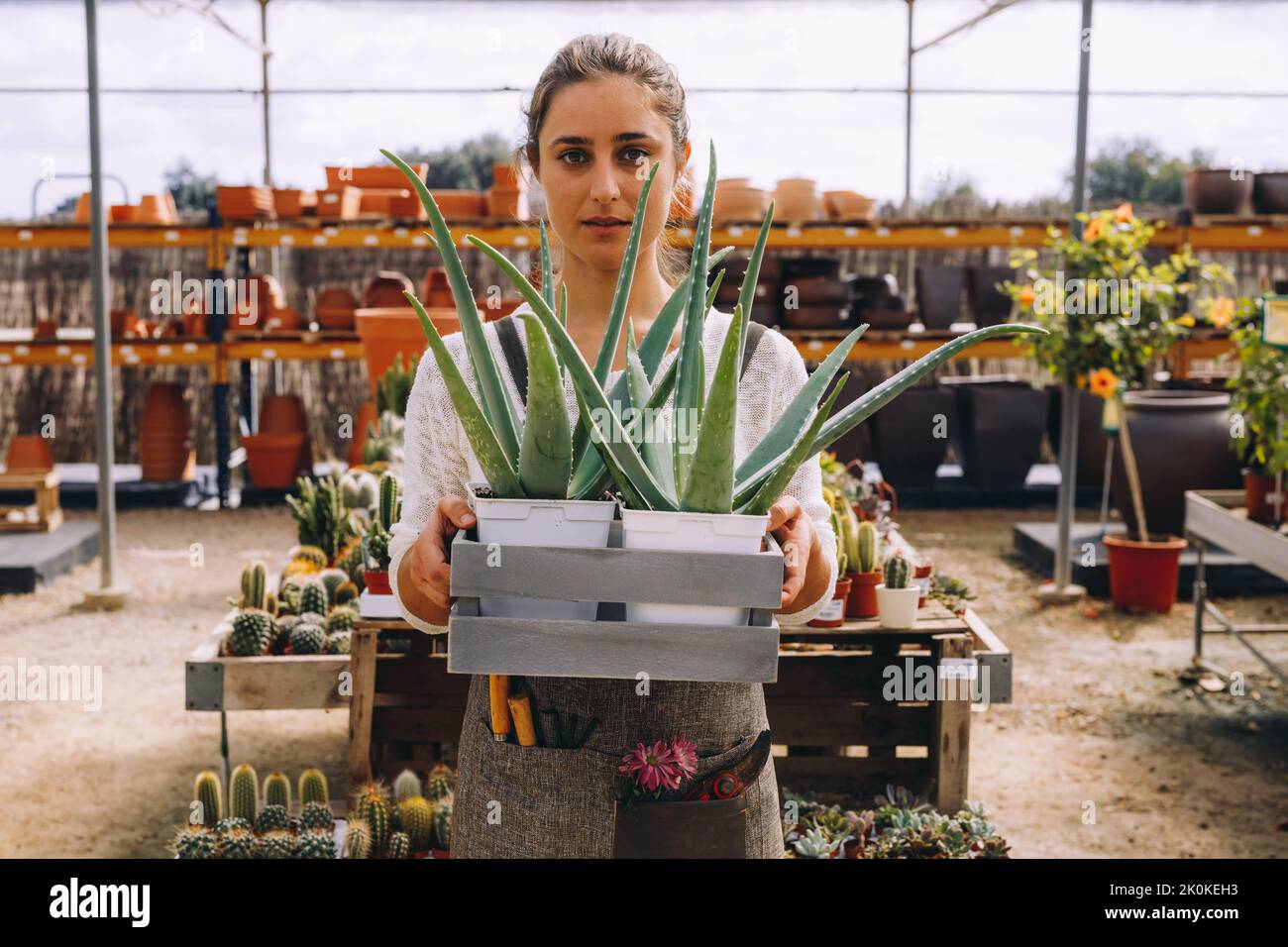 young female gardener in apron carrying tray with green succulent ...