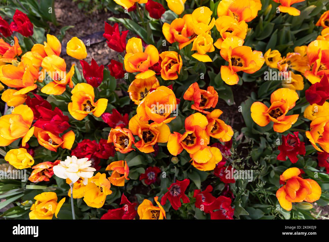 colorful flowers background in spring , background for post card Stock ...