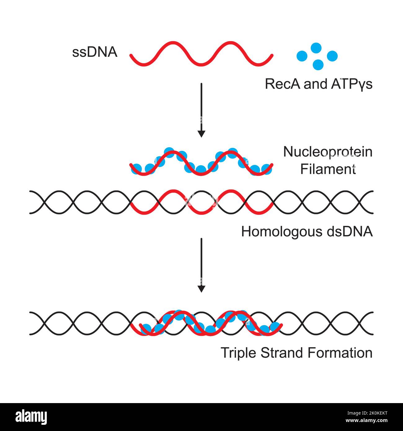 Scientific Designing of Active Nucleoprotein filament onto a dsDNA ...