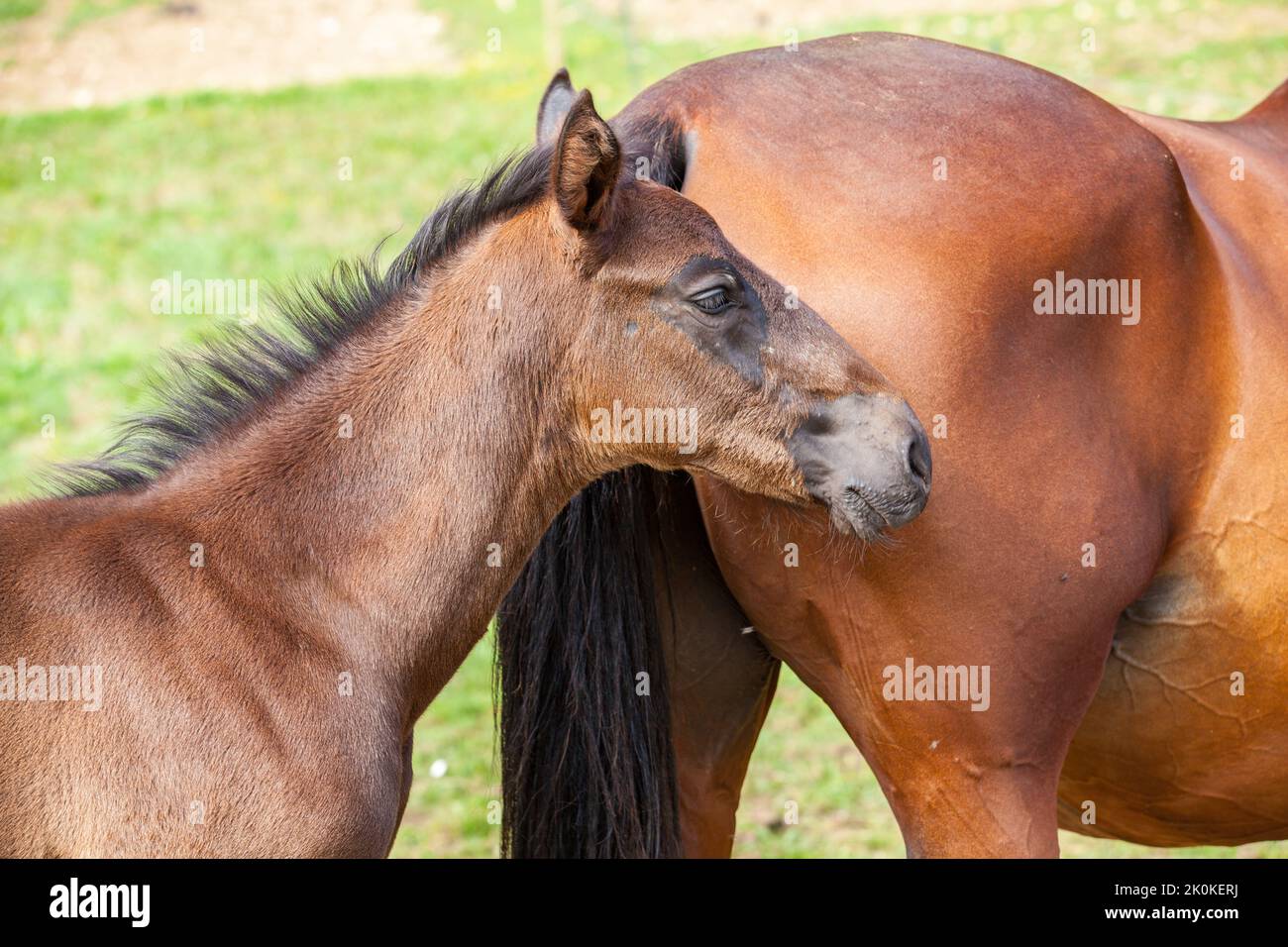 bay foal who is with his mother in the summer in a meadow Stock Photo ...