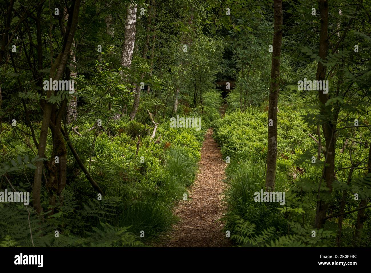 Marsh area, observation towers for nature observation and network of ...