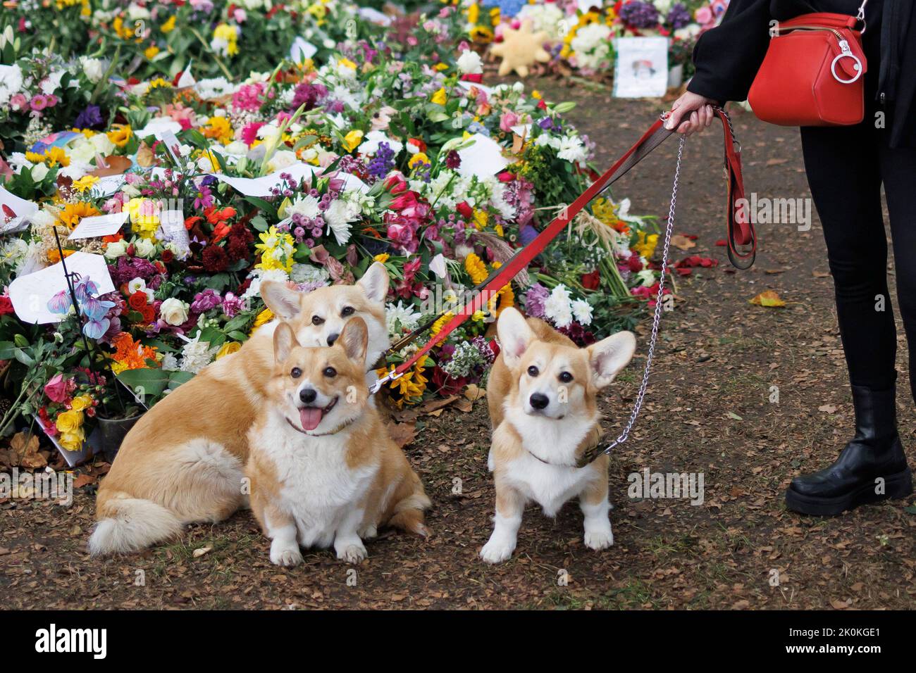 Queen elizabeth dogs palace hi-res stock photography and images - Alamy
