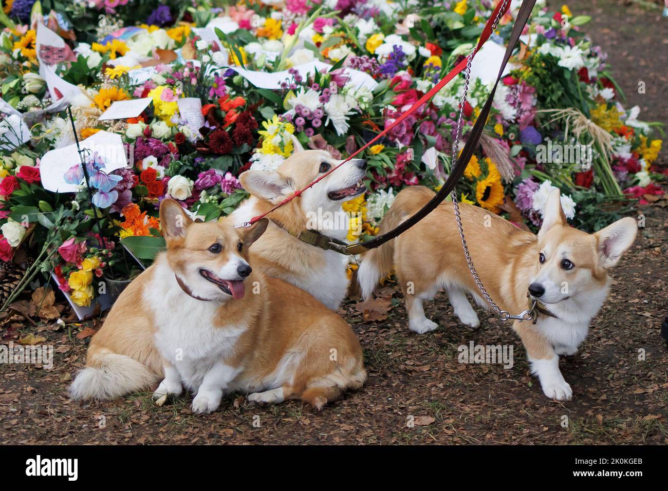 Queen elizabeth dogs palace hi-res stock photography and images - Alamy