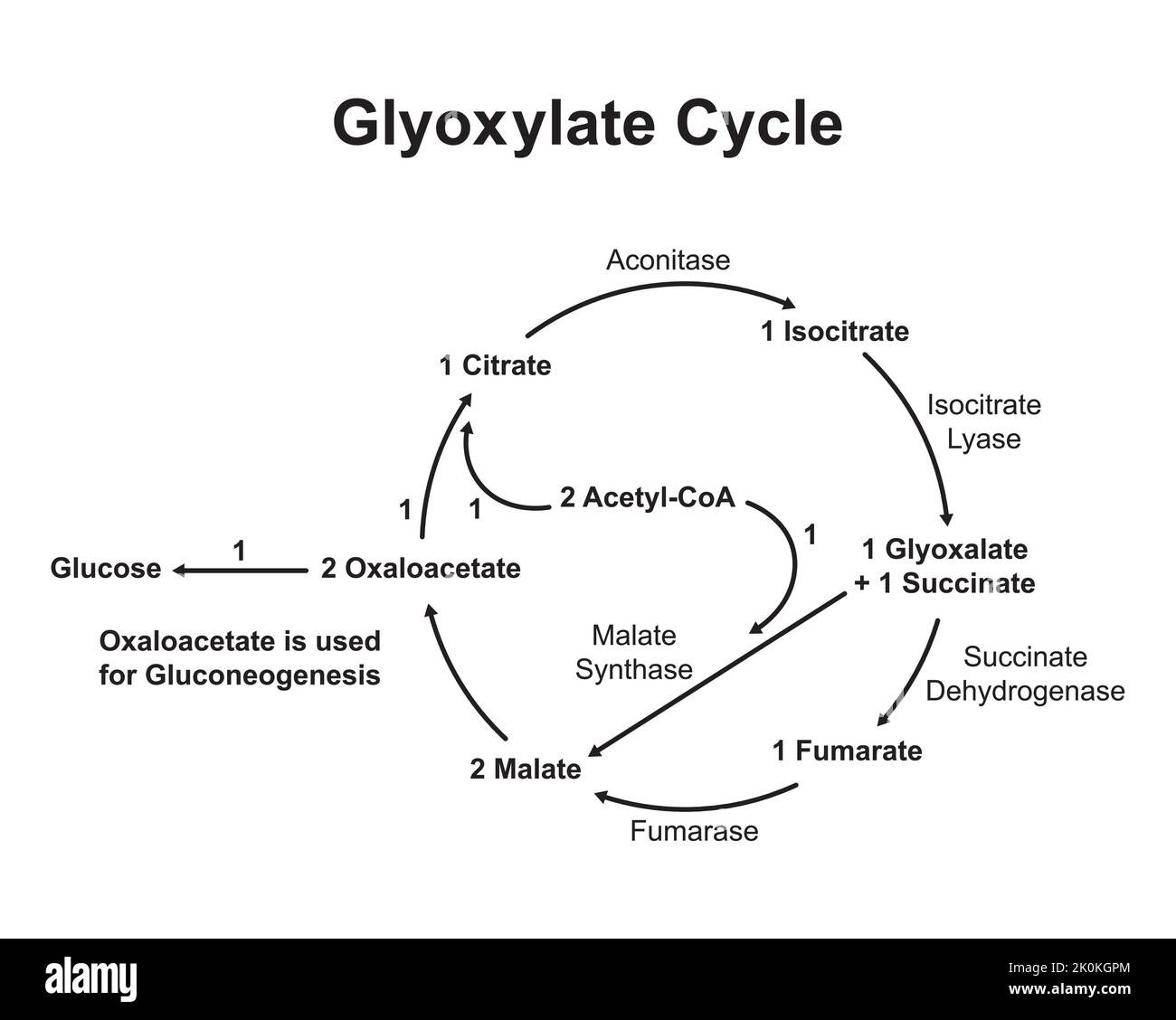 Glyoxylate cycle hi-res stock photography and images - Alamy