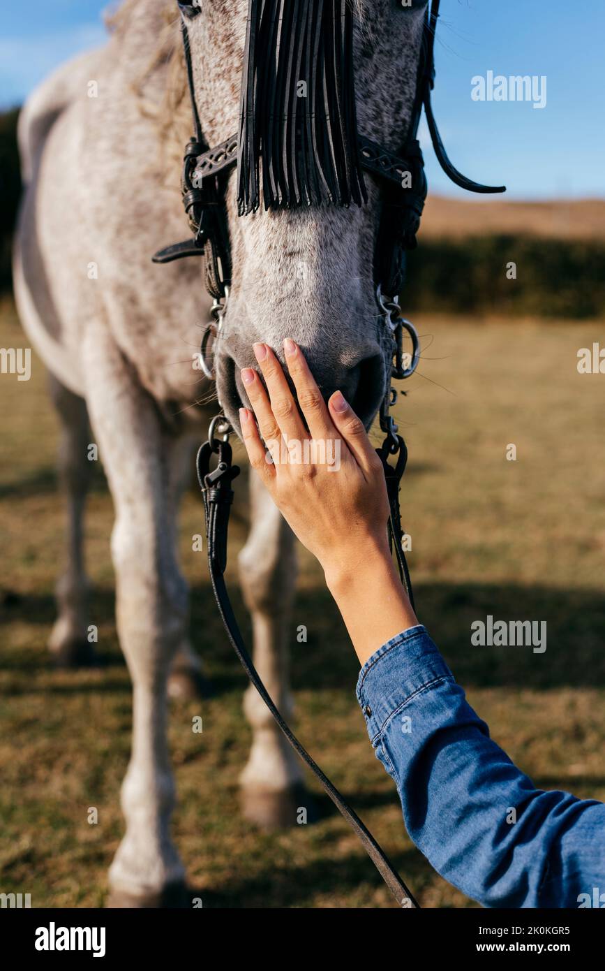 Close up of hand of anonymous young woman in denim shirt caressing ...