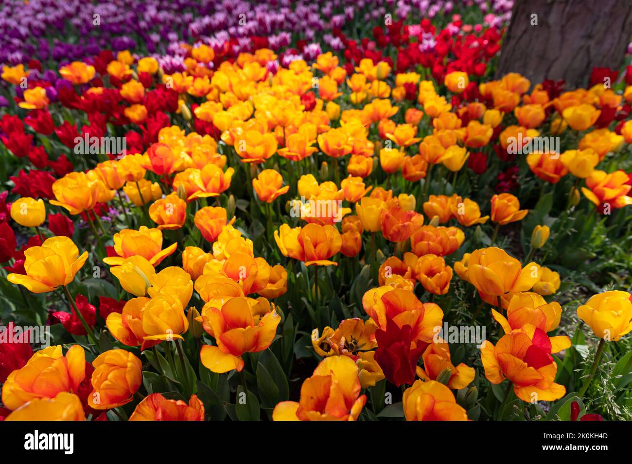 colorful flowers background in spring , background for post card Stock ...